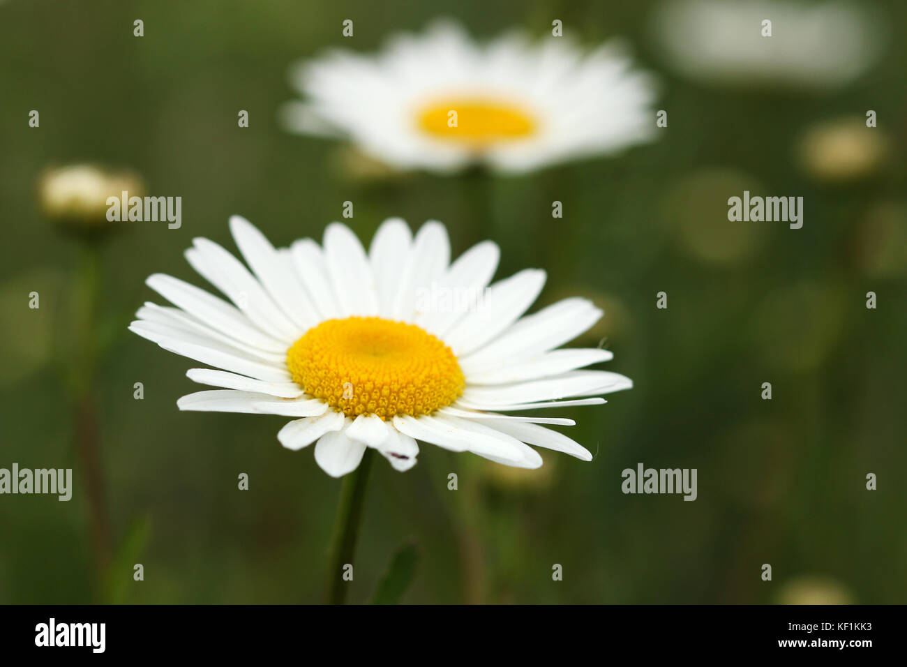 Daisy flower close up spring season Stock Photo - Alamy