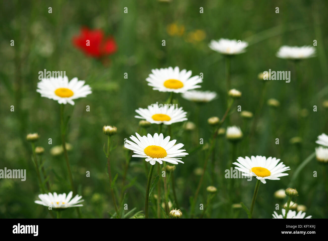 Daisy flower meadow spring season Stock Photo - Alamy