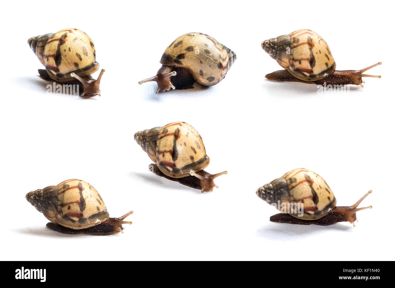 Set of little African Land snails isolated on white background Stock ...