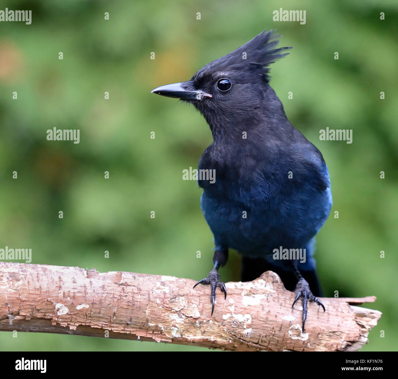 Stellar's jay hi-res stock photography and images - Alamy