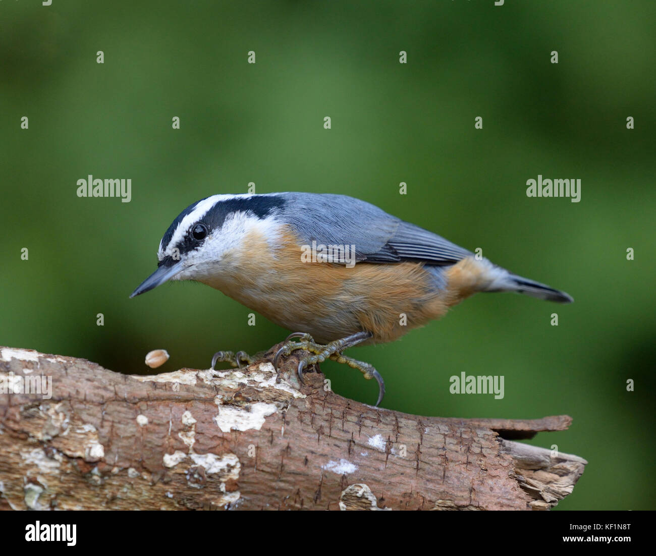 Red- breasted Nuthatch Stock Photo - Alamy