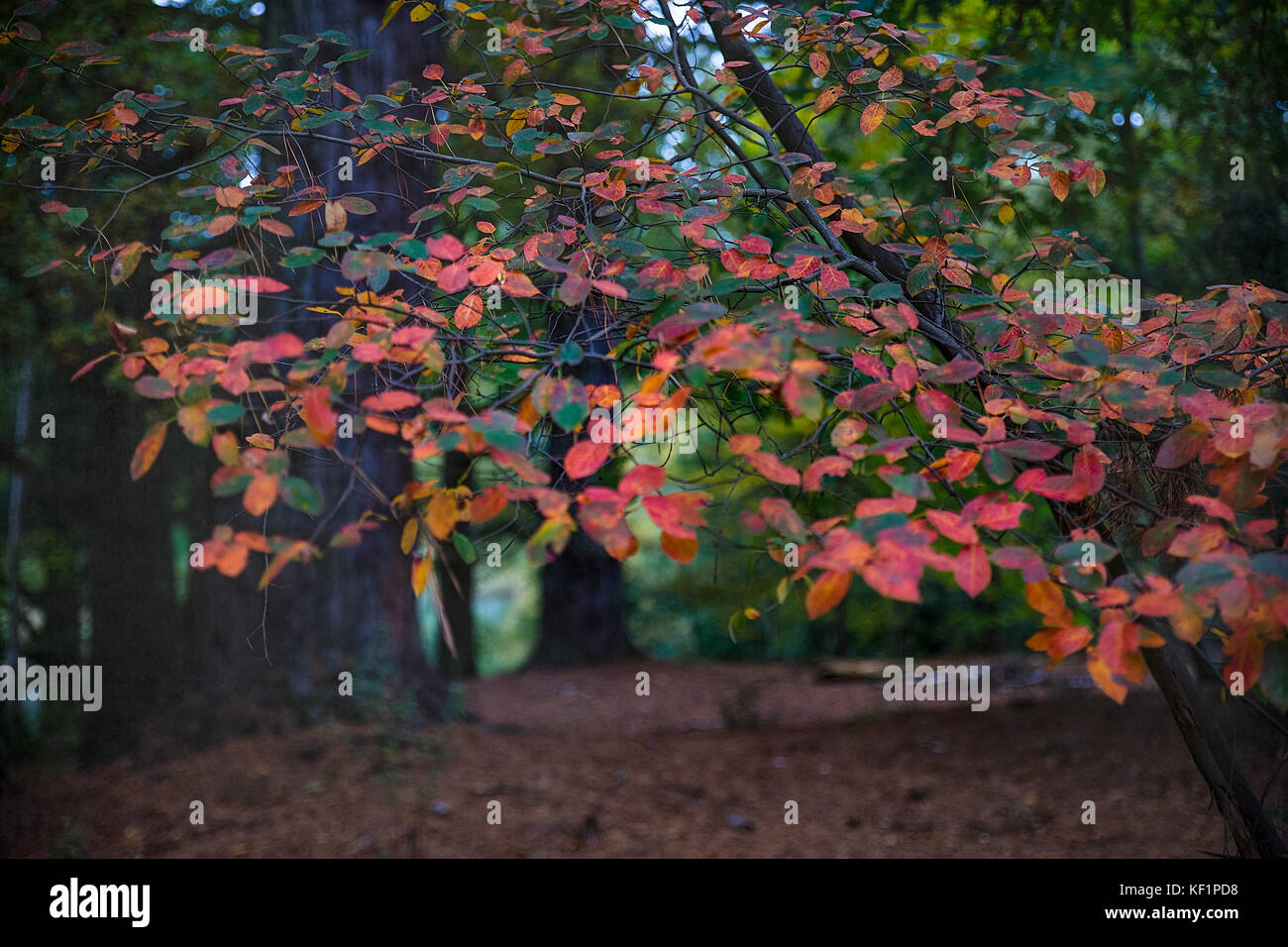 Autumn woodland cover Stock Photo - Alamy