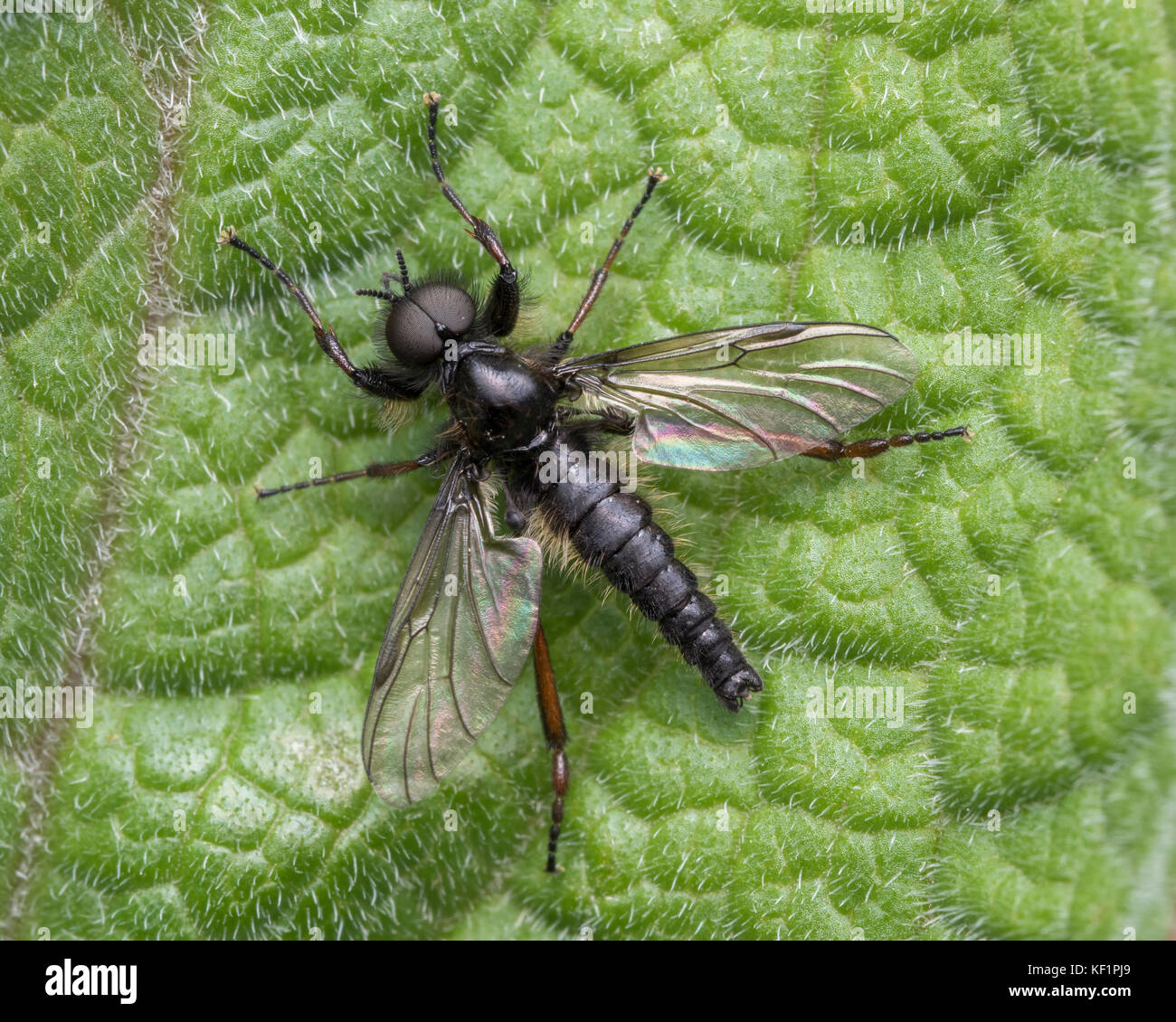 Varipes hi-res stock photography and images - Alamy
