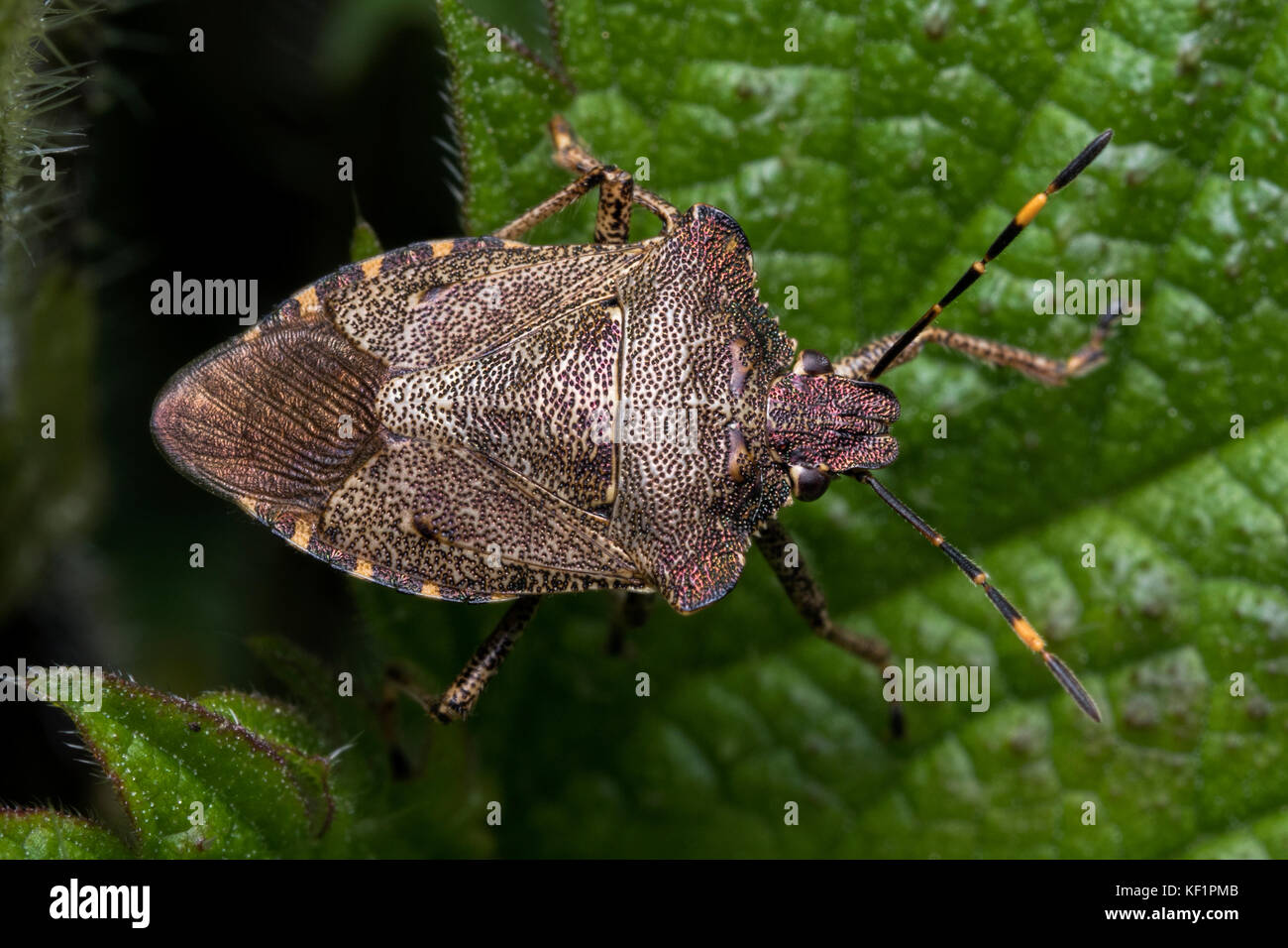 Bronze shieldbug on bramble leaf hi-res stock photography and images ...
