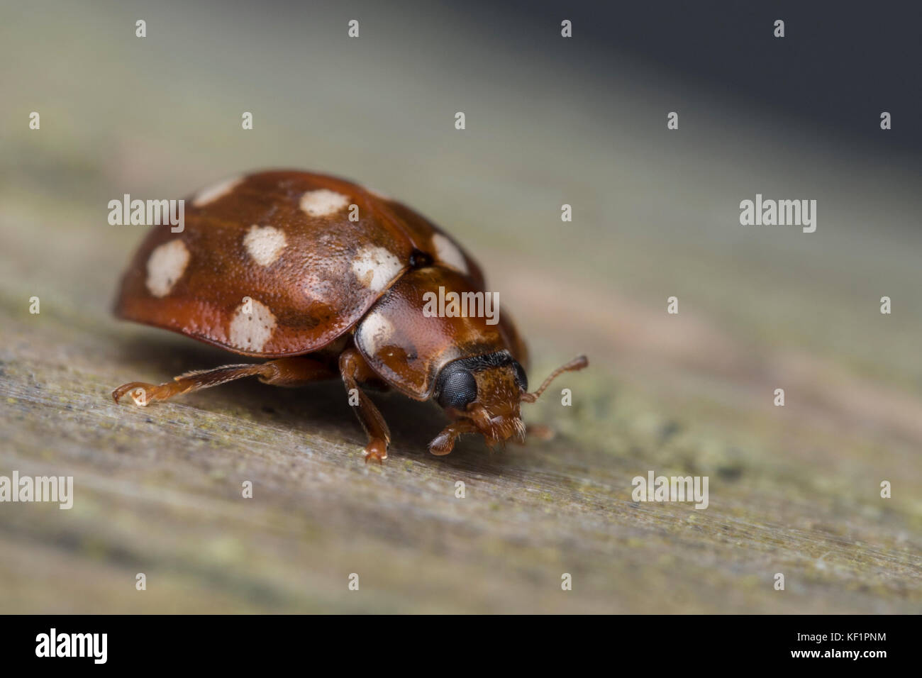 Beetle with cream spots hi-res stock photography and images - Alamy