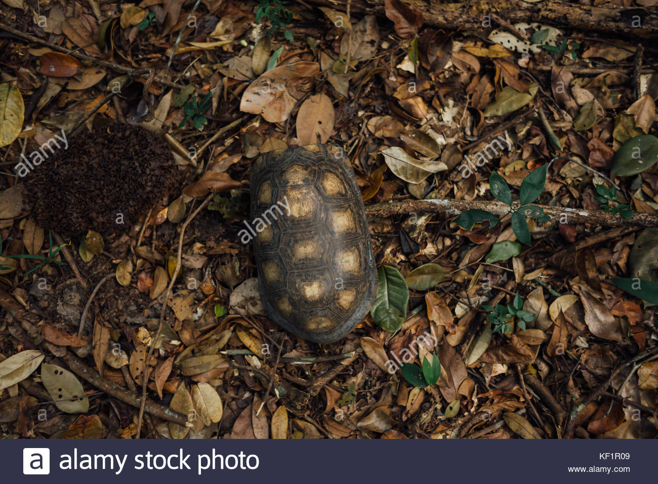 Brazilian Tortoise Stock Photos & Brazilian Tortoise Stock Images - Alamy