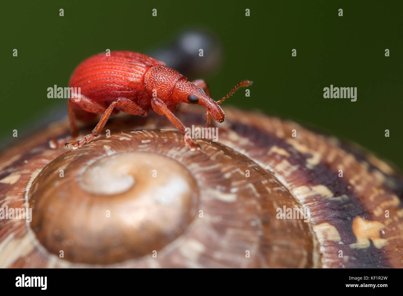 Seed Weevil resting on snail shell. Tipperary, Ireland Stock Photo - Alamy