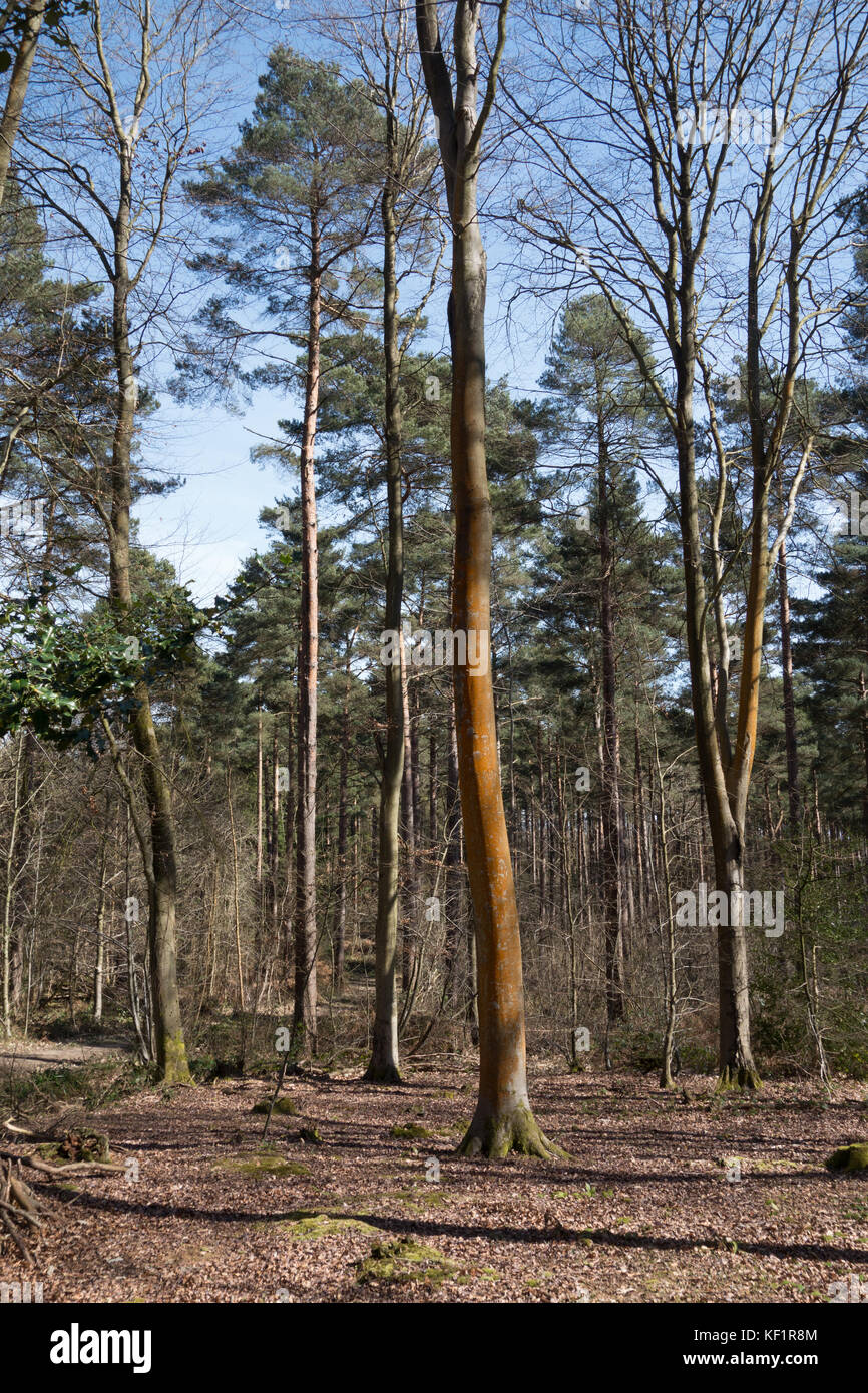 Orange tree trunk Stock Photo - Alamy