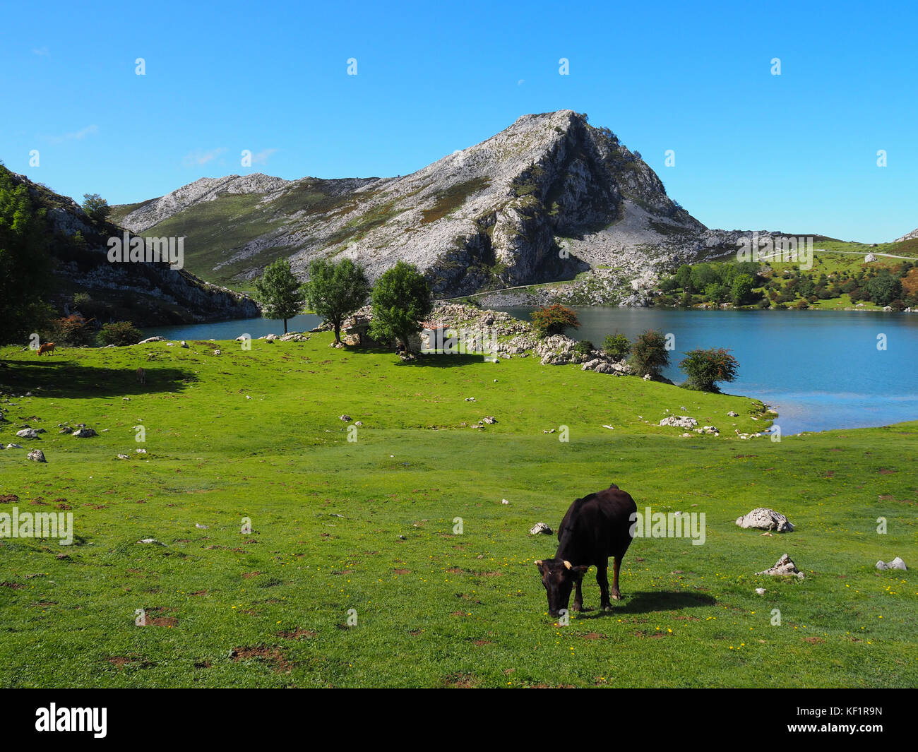 View of a cow at Lake Enol in Lakes of Covadonga, Asturias - Spain ...