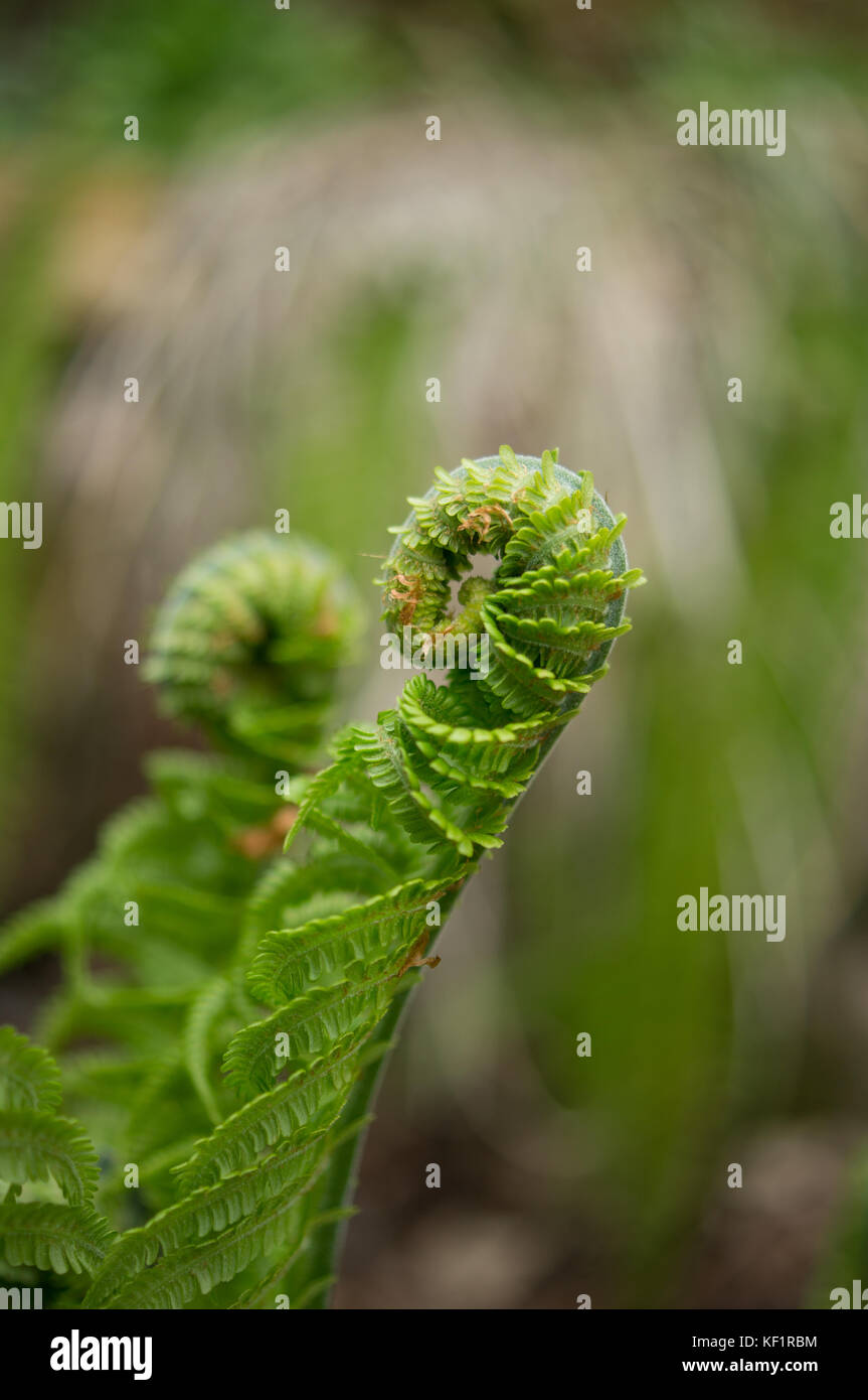Unfurling ferns hi-res stock photography and images - Alamy