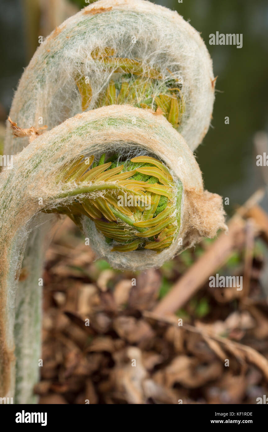Unfurling ferns hi-res stock photography and images - Alamy