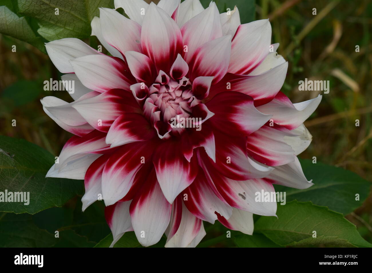 Dinner plate dahlia hi-res stock photography and images - Alamy