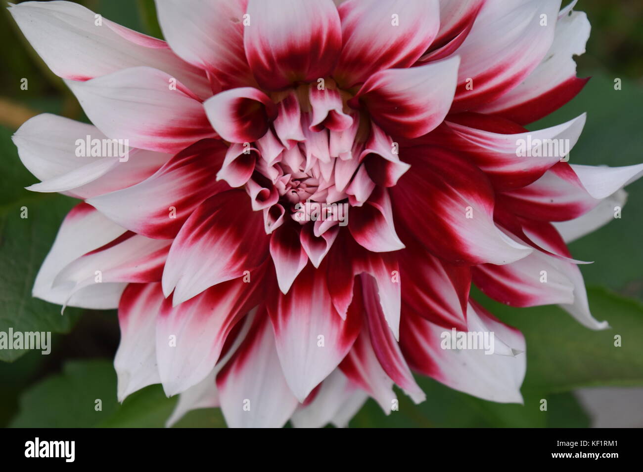 Dinner plate dahlia hi-res stock photography and images - Alamy
