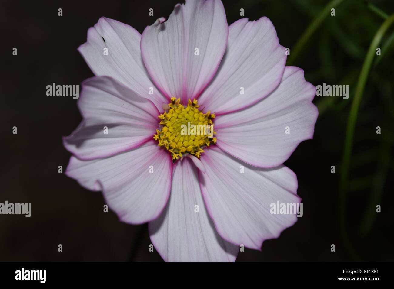 Cosmo plant hi-res stock photography and images - Alamy