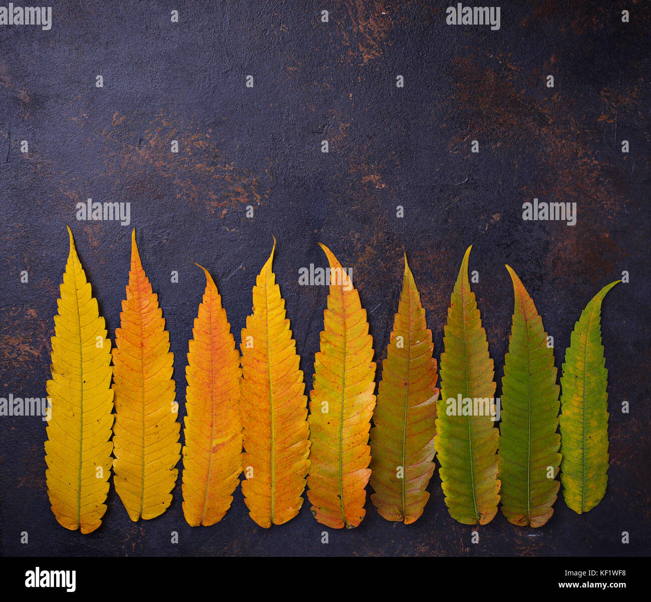 Autumn background with colorful leaves Stock Photo - Alamy