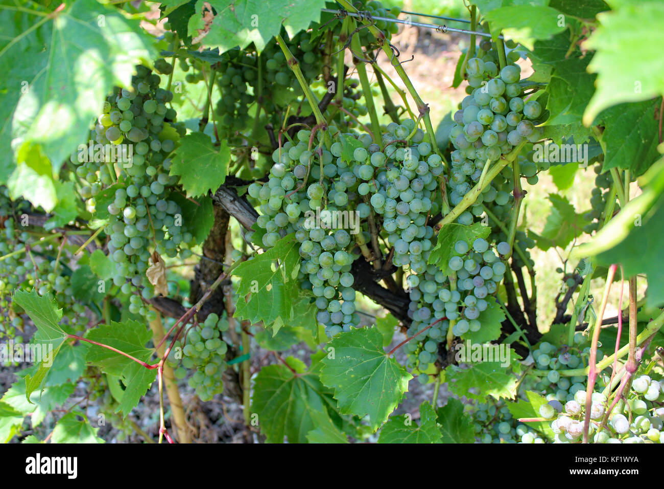 Fruit vineyard hi-res stock photography and images - Alamy