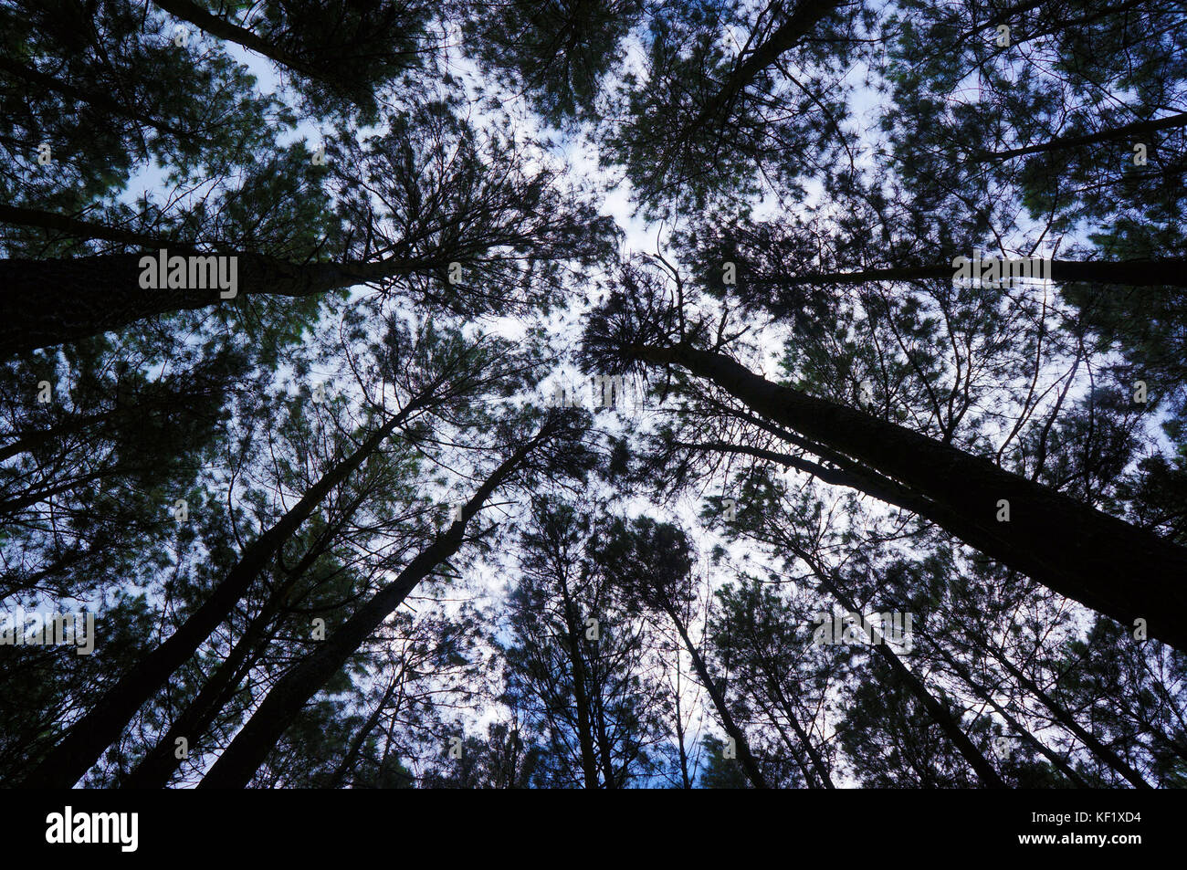 Pines tree hi-res stock photography and images - Alamy