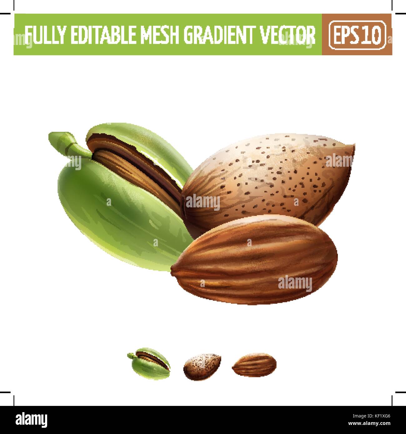 Almond on white background. Vector illustration Stock Vector Image ...