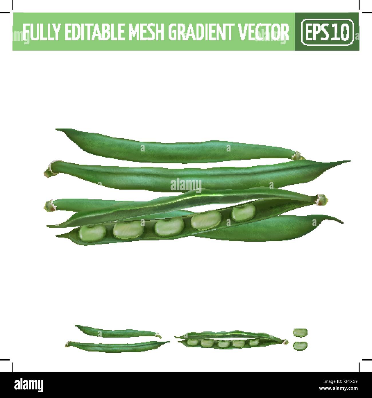 Bean on white background. Vector illustration Stock Vector Image & Art ...