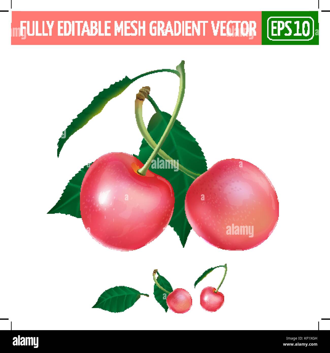 Pink Cherry on white background. Vector illustration Stock Vector Image ...