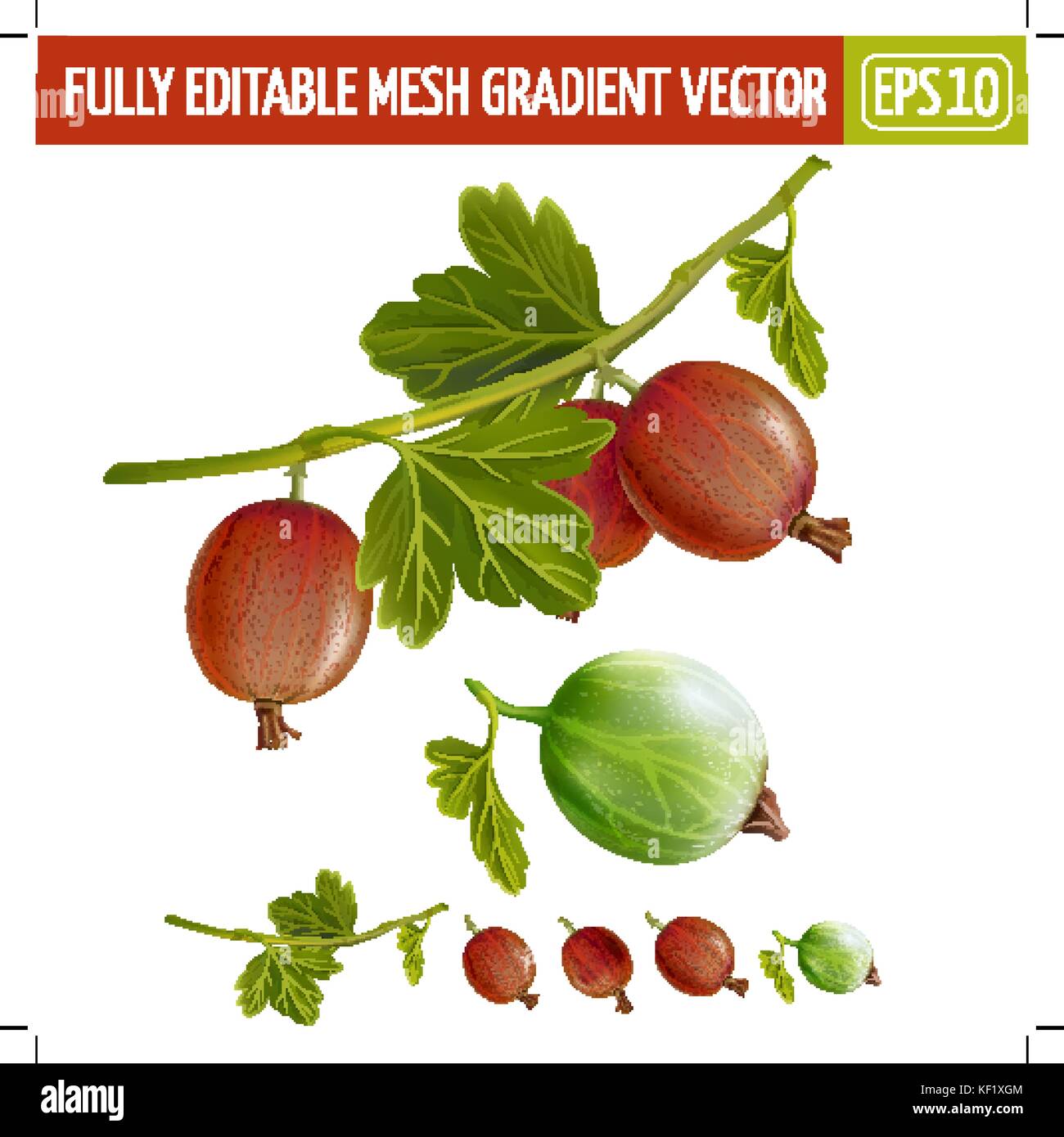 Gooseberries on white background. Vector illustration Stock Vector ...