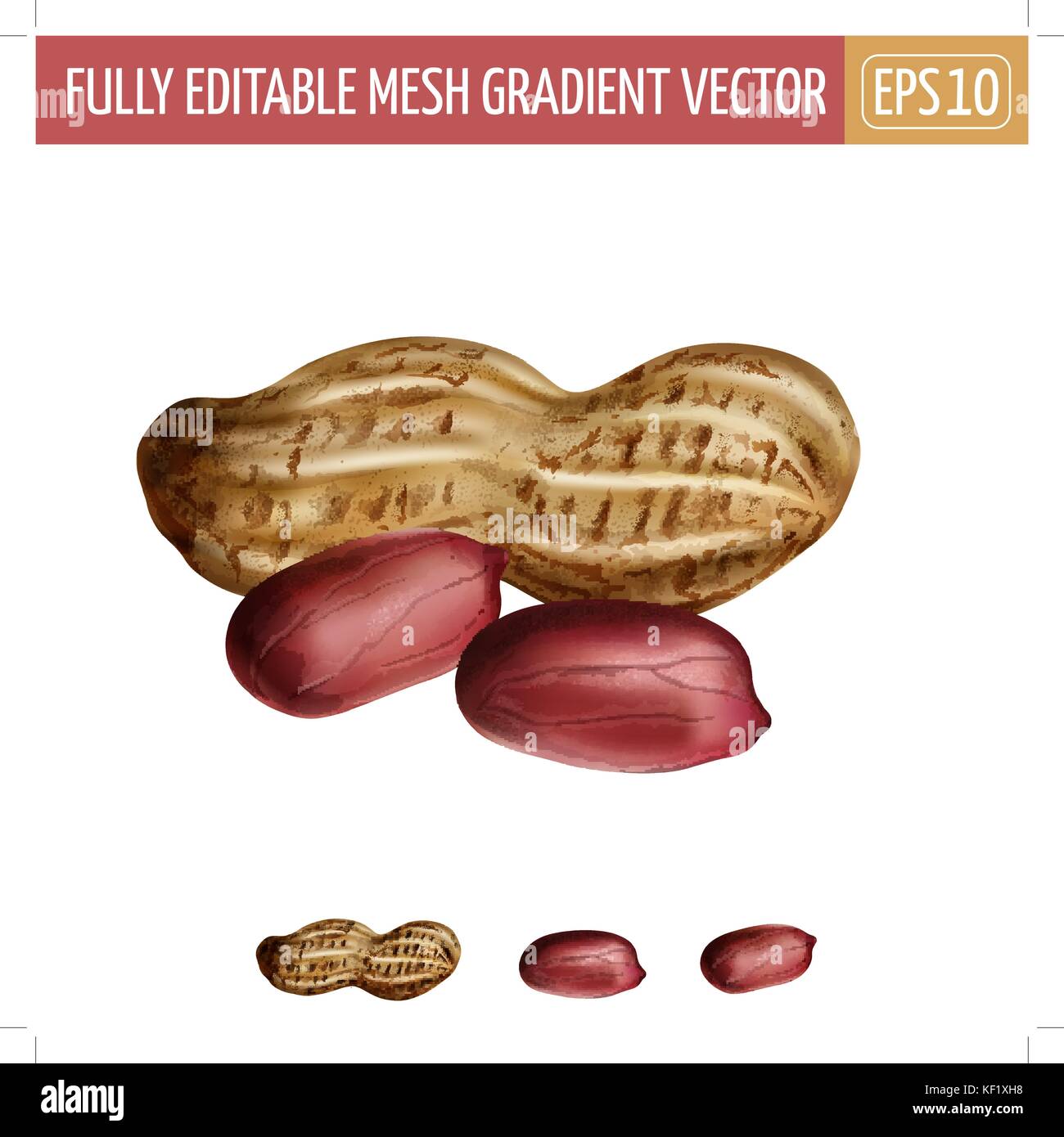 Peanuts on white background. Vector illustration Stock Vector Image ...