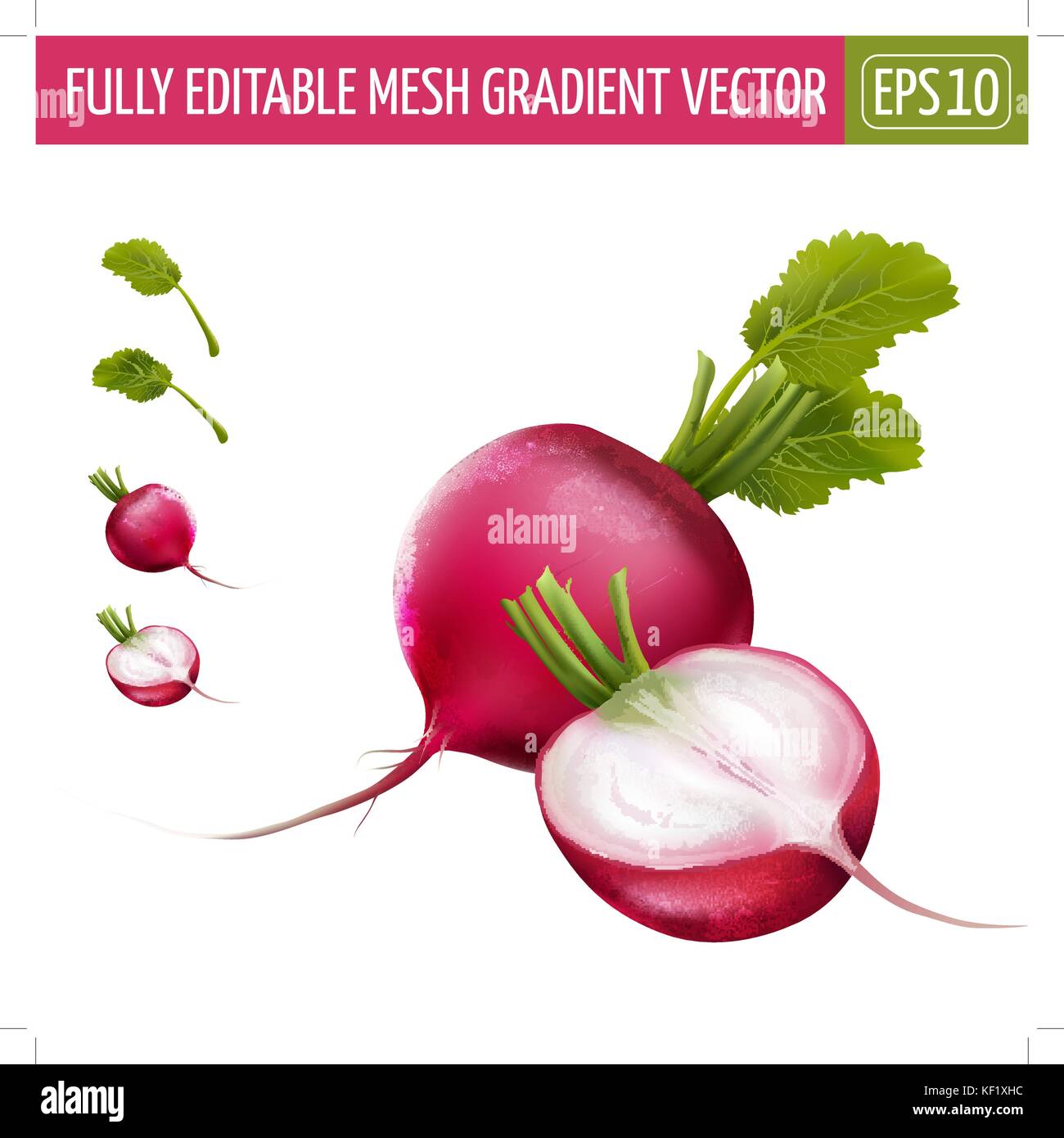 Radish on white background. Vector illustration Stock Vector Image ...