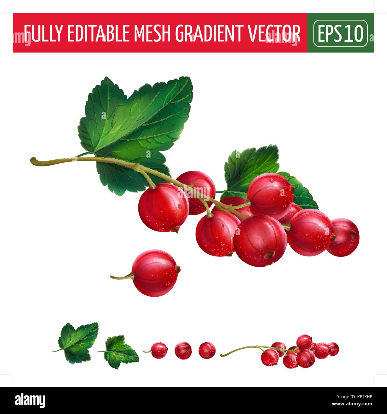 Red currant clipart Stock Vector Images - Alamy