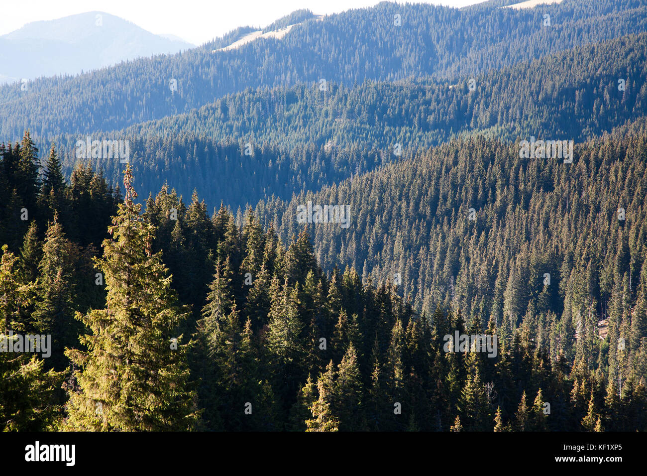 trekking in Calimani mountains, Romania Stock Photo - Alamy