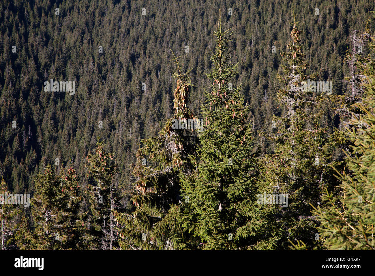 trekking in Calimani mountains, Romania Stock Photo - Alamy