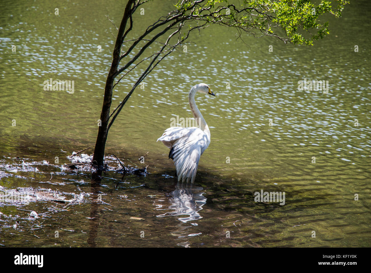 Single swans lives in the natural environment Stock Photo - Alamy