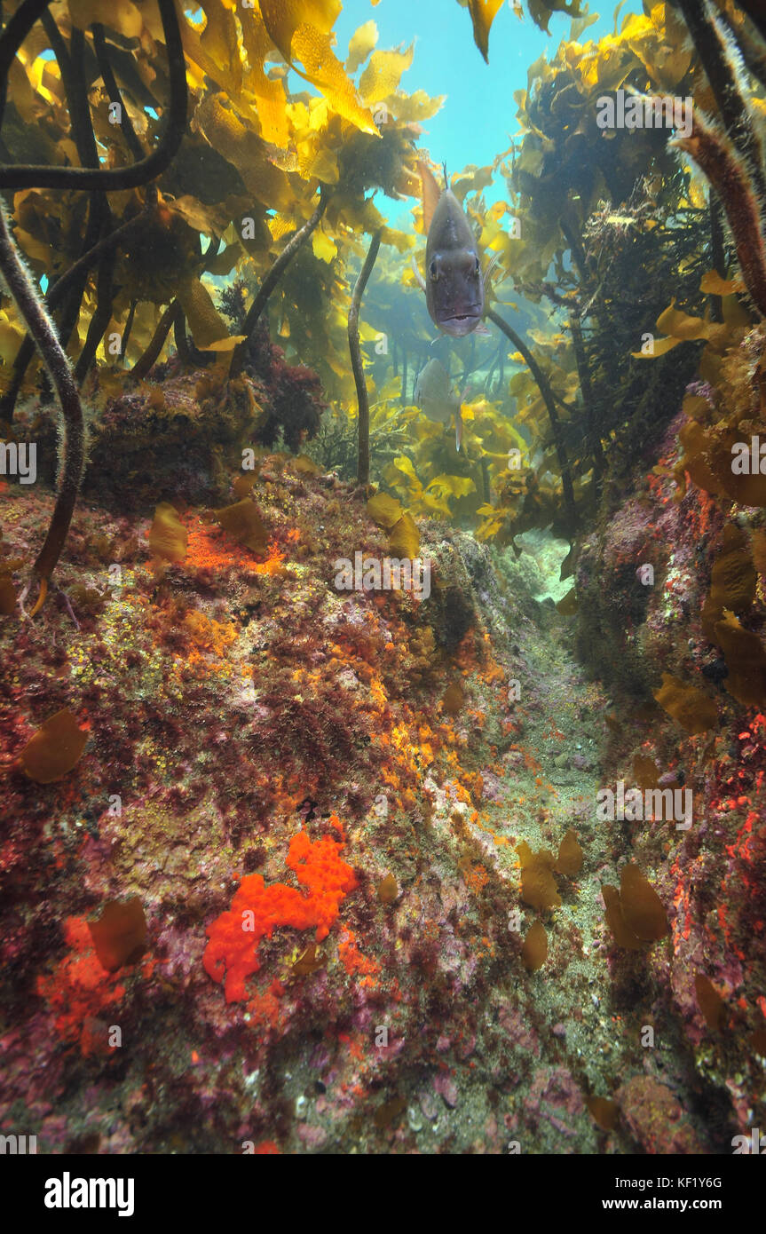 Kelp forest fish hi-res stock photography and images - Alamy