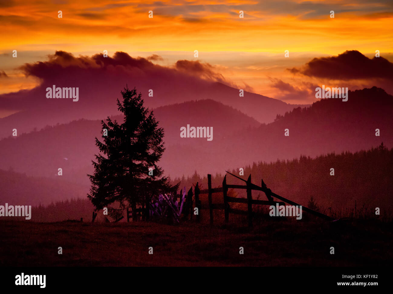 beautiful alpine sunset with firs and cottage Stock Photo - Alamy