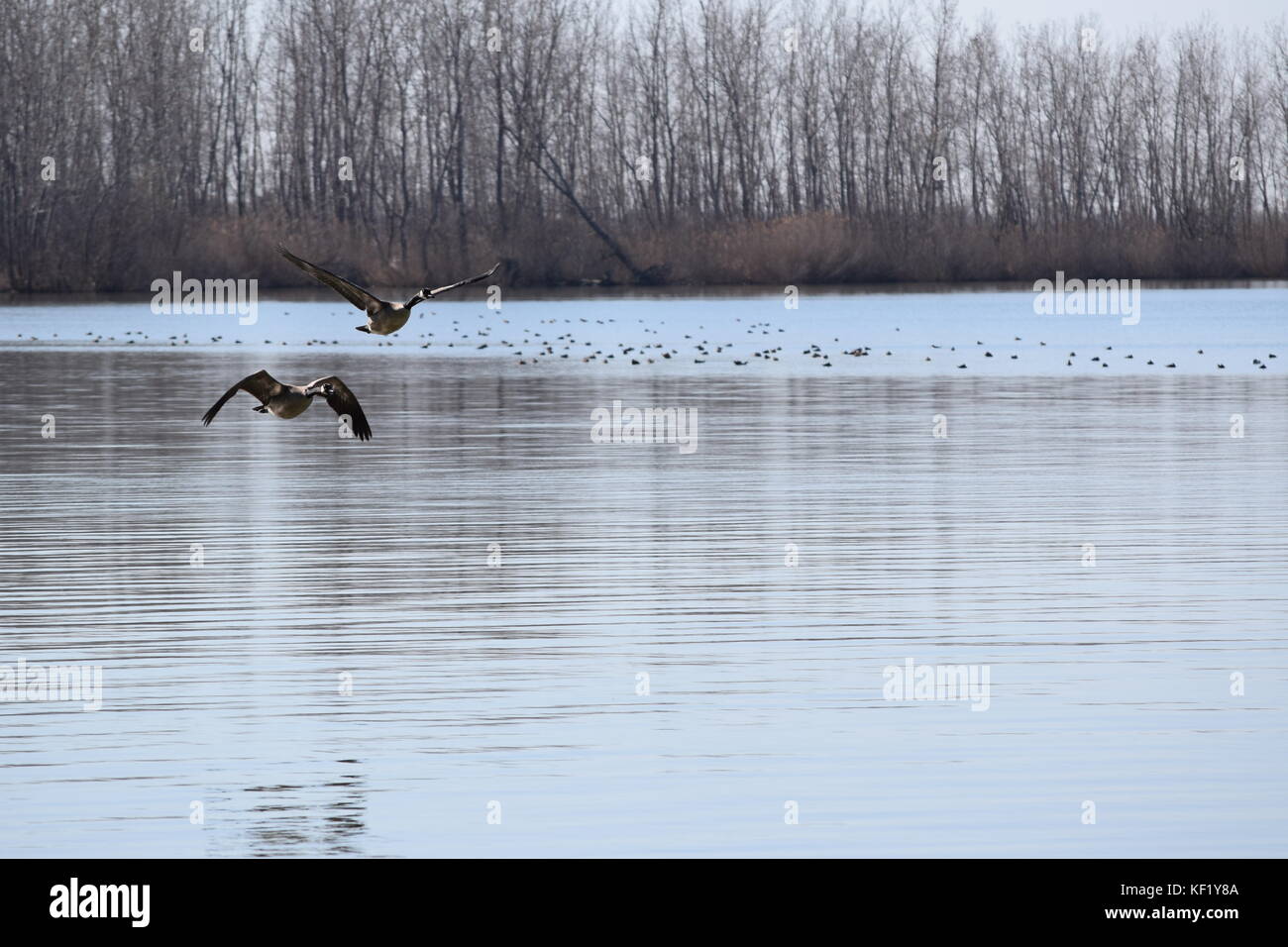 Canadian geese flying over an inland lake in early spring Stock Photo ...