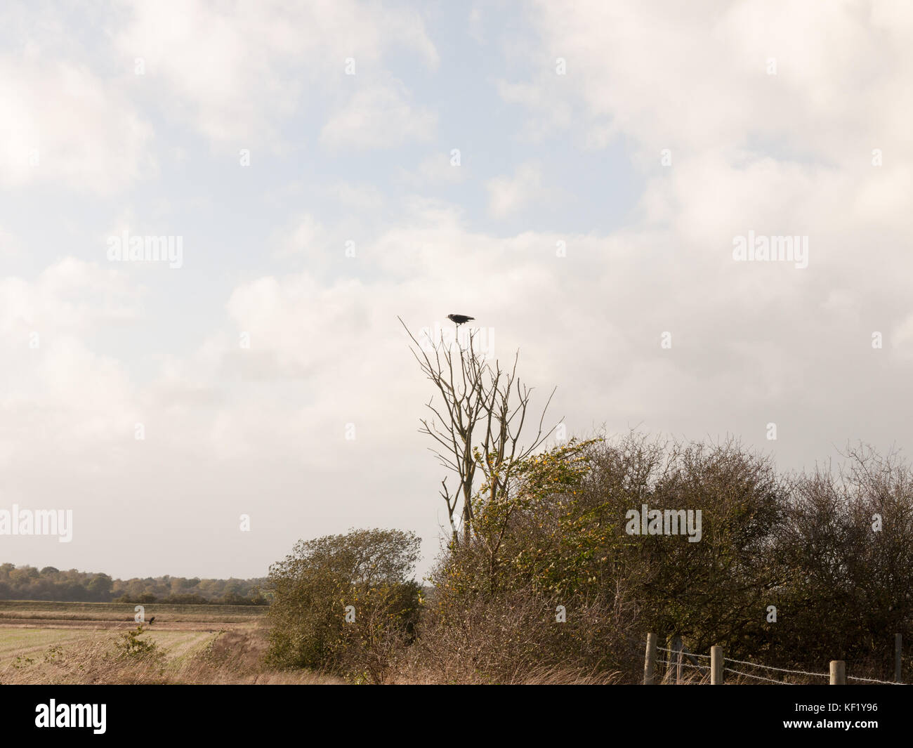 crow rook perched up head on top of branch autumn; essex; england; uk ...