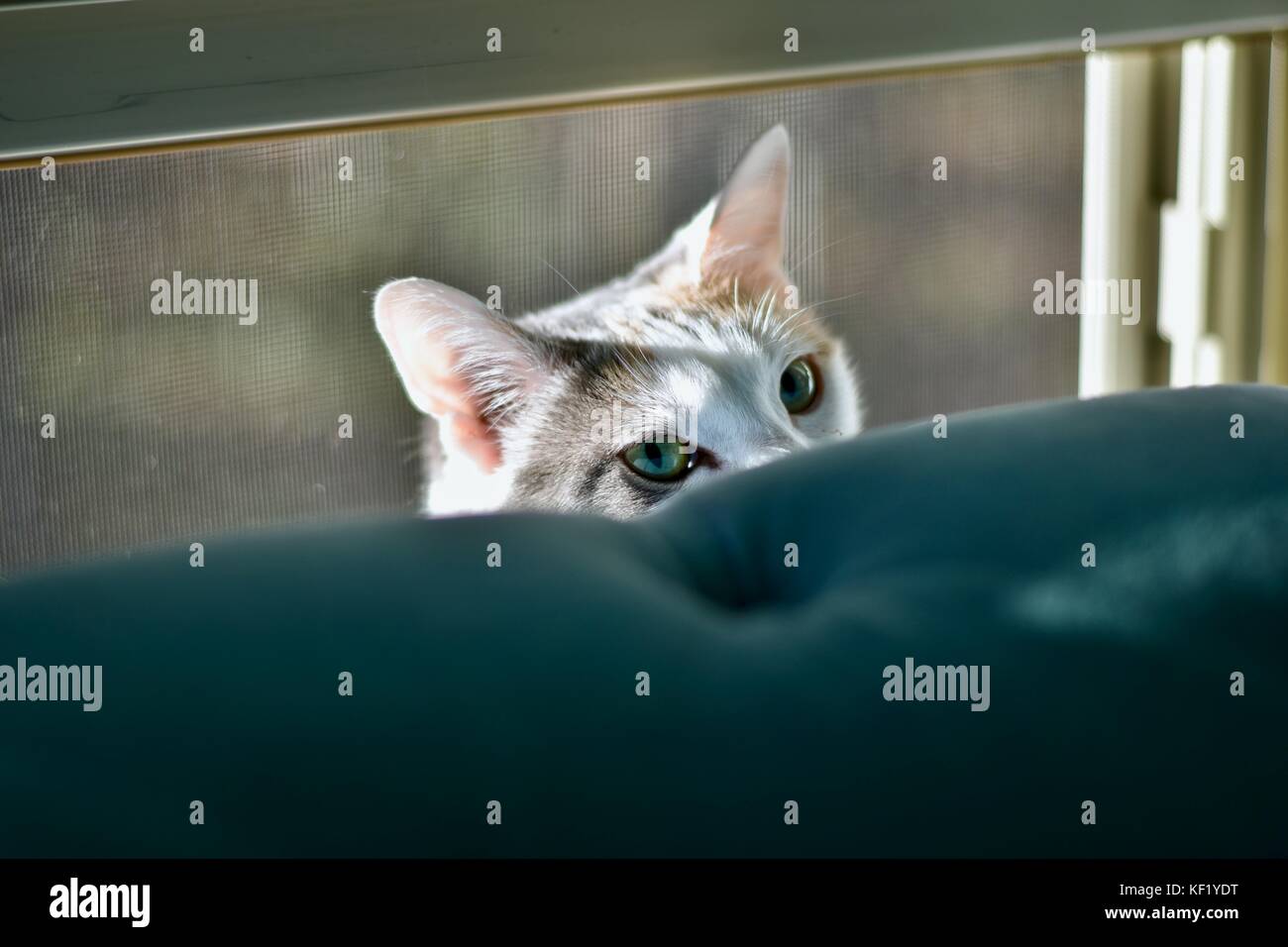 Calico cat face hi-res stock photography and images - Alamy