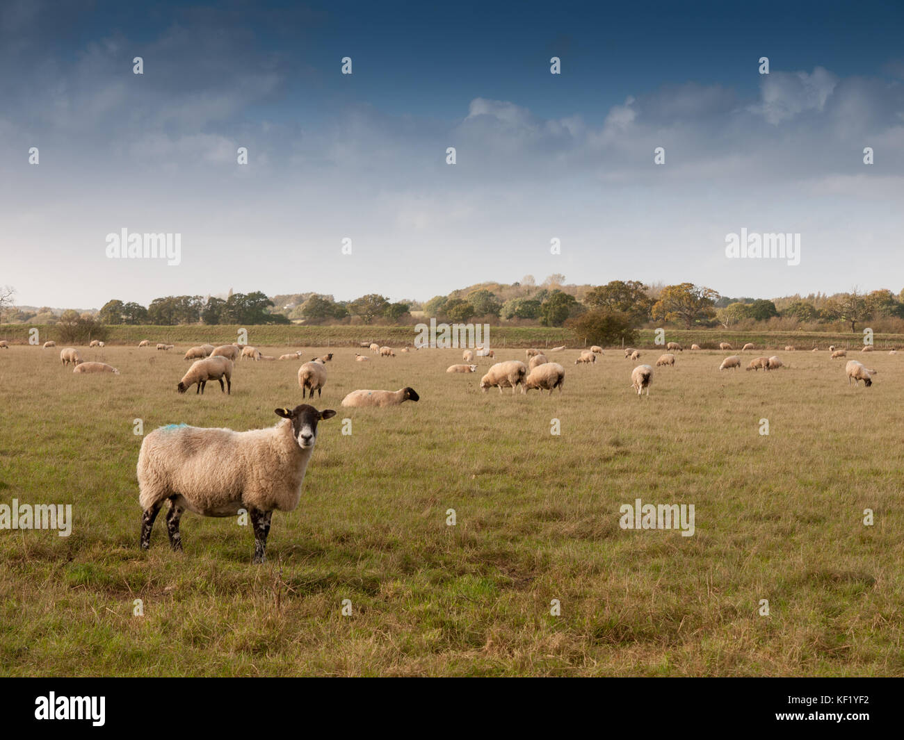 beautiful farm field with sheep grazing on grass summer day one ...