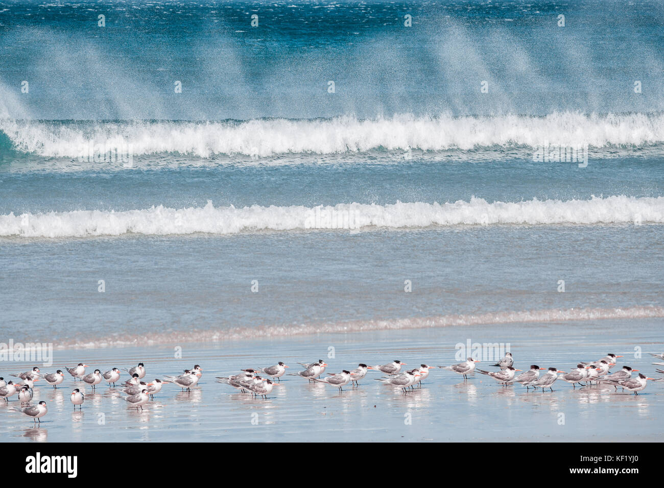 Birds nesting on ocean beach with big waves coming towards them Stock ...