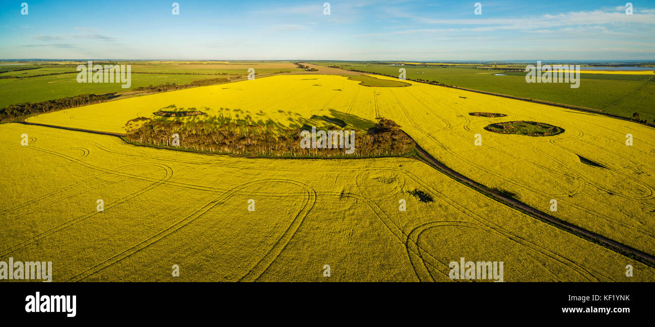 Canola field australia hi-res stock photography and images - Alamy