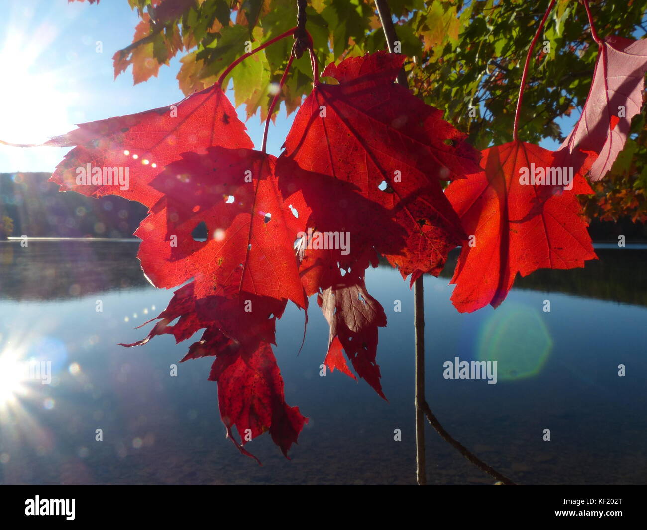 Maple tree turned red during Indian Summer with Cooper Lake during ...