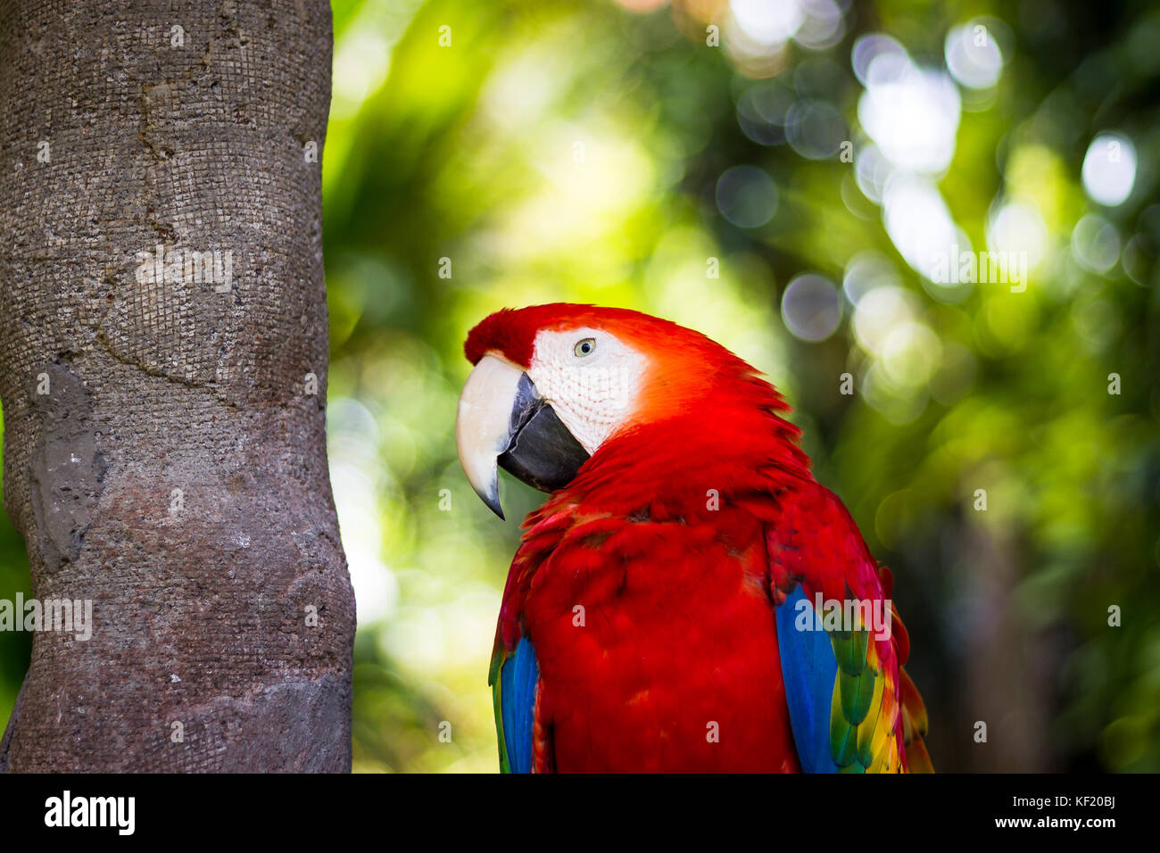Indonesia bird of paradise hi-res stock photography and images - Alamy