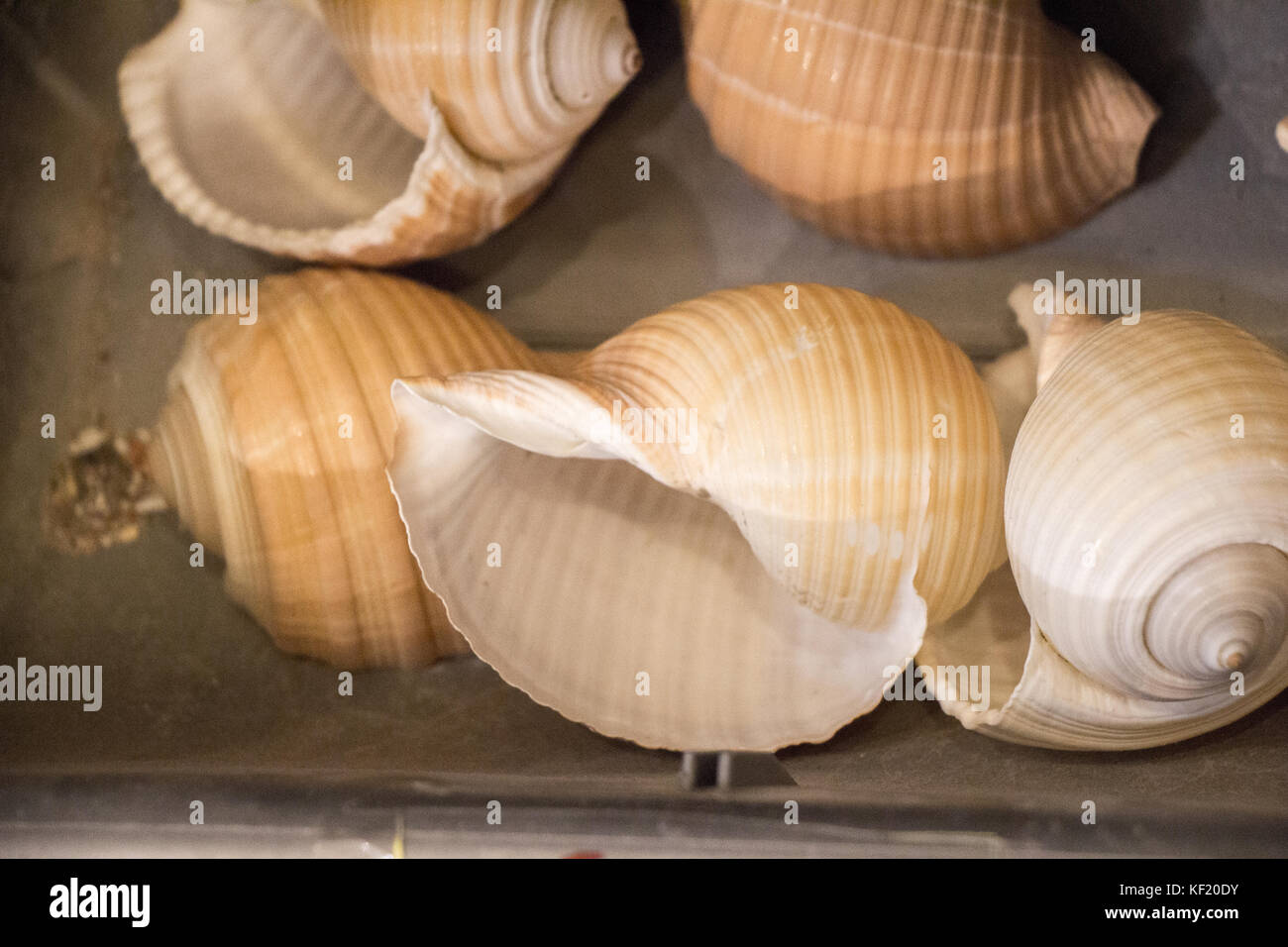 Same type of sea shells collected for decorative purposes Stock Photo ...