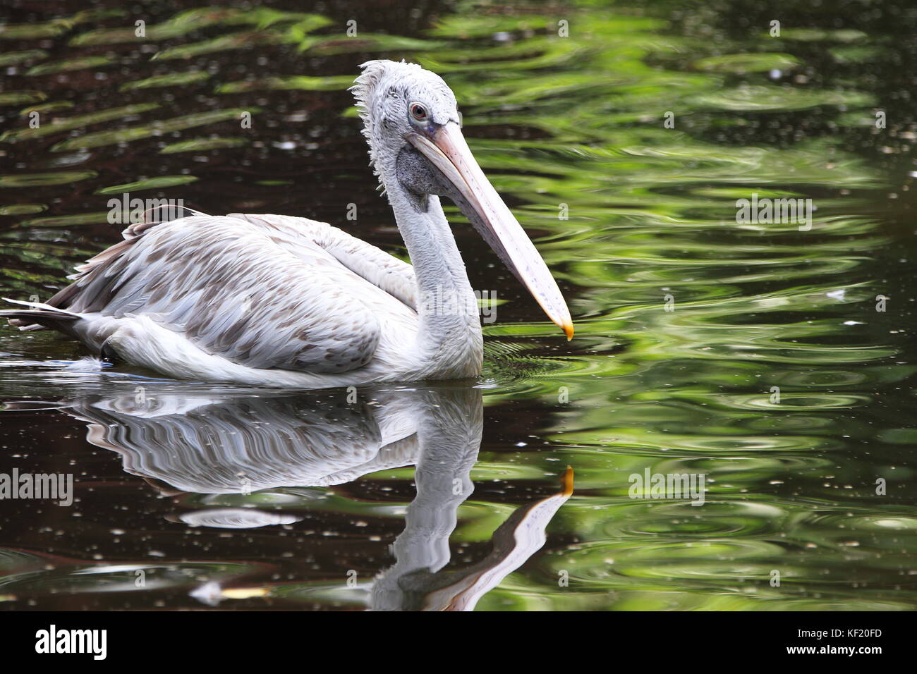 Pelican swimming in Pond Stock Photo - Alamy