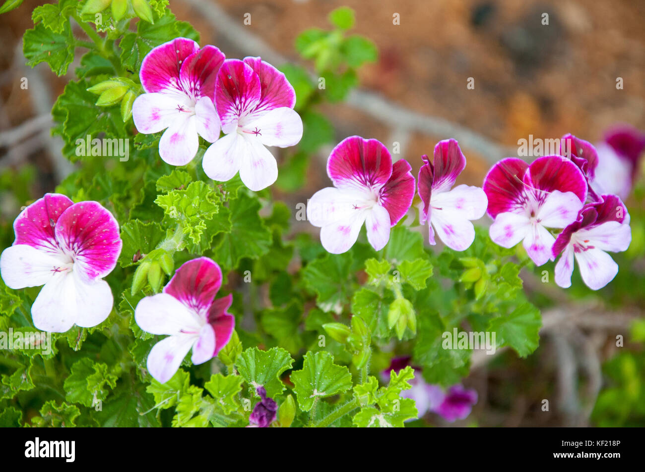 Two-colour geranium, a perennial pelargonium Stock Photo - Alamy