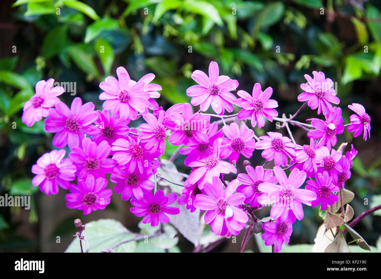 Purple daisies hi-res stock photography and images - Alamy