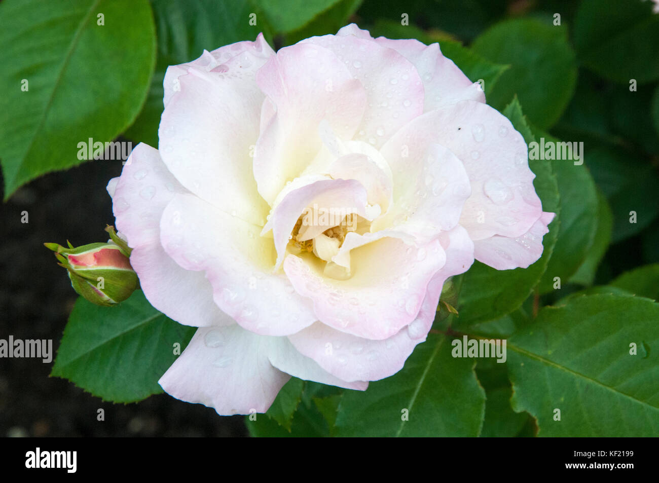 Standard rose hi-res stock photography and images - Alamy