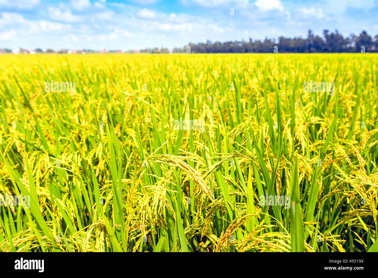 Cultivation of rice plants hi-res stock photography and images - Alamy