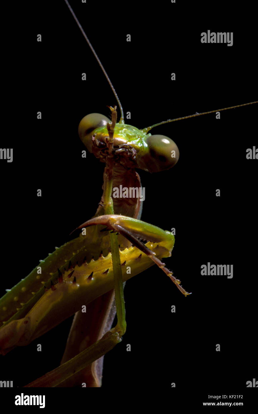 Mantis, macro photography common green mantis or pray mantis isolated ...