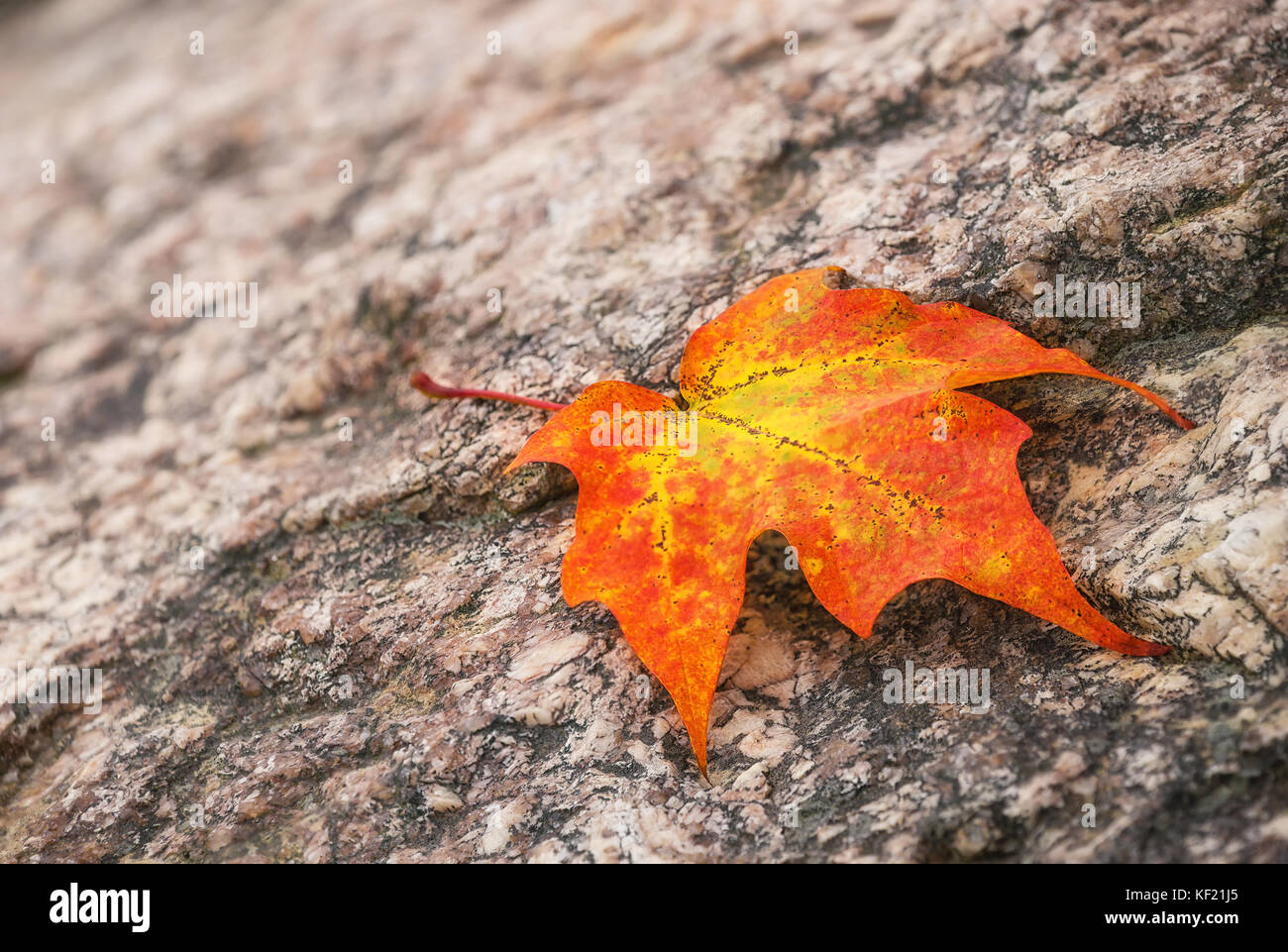 Maple leaf on a rock hi-res stock photography and images - Alamy