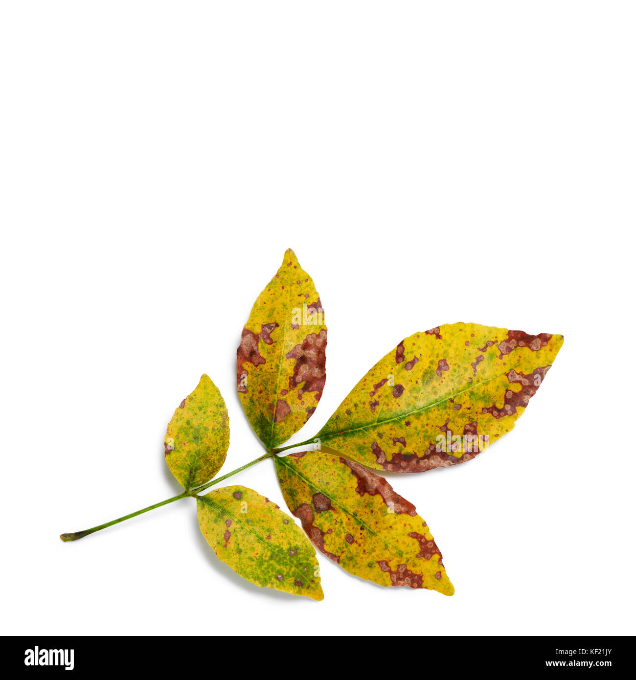 Autumn colors ash leaves closeup on white background Stock Photo - Alamy